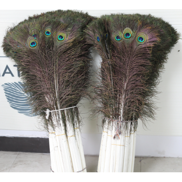 peacock feather size